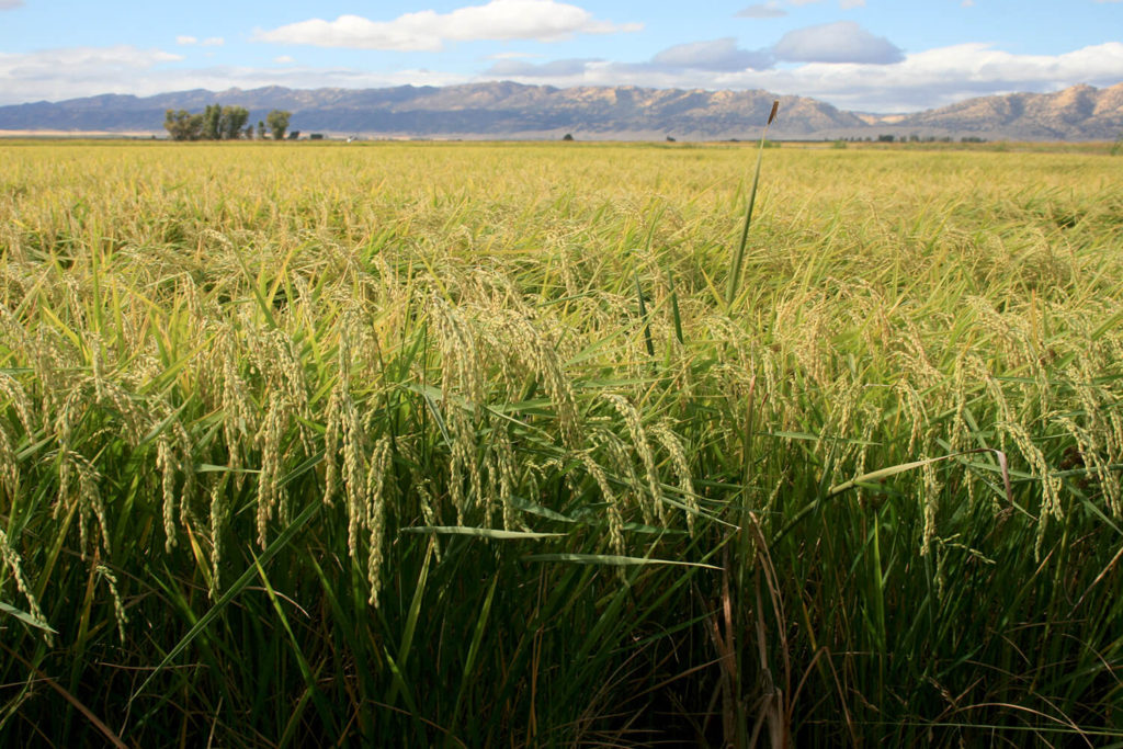 Sprouting - Sun Valley Rice