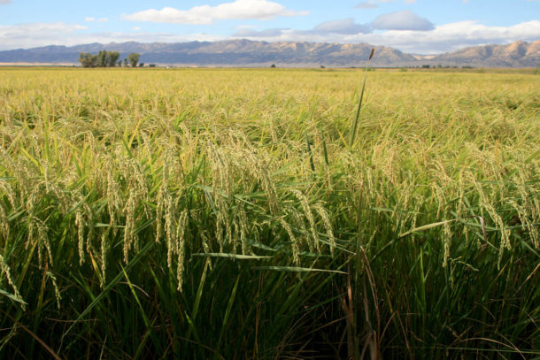 Sprouting - Sun Valley Rice